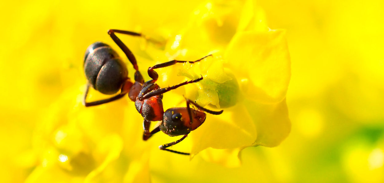 Nucu, the edible ant that gives Mexico a tasty rainy season – El Observador